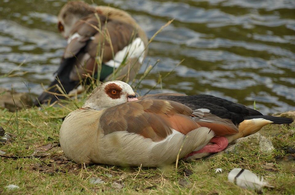 Goose Egyptian Bird - Free photo on Pixabay - Pixabay