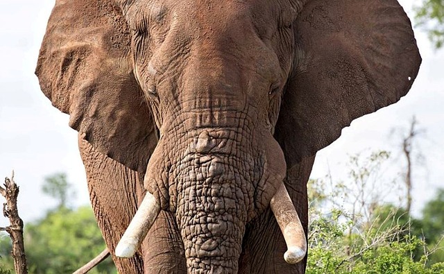Elephant Africa - Free photo on Pixabay
