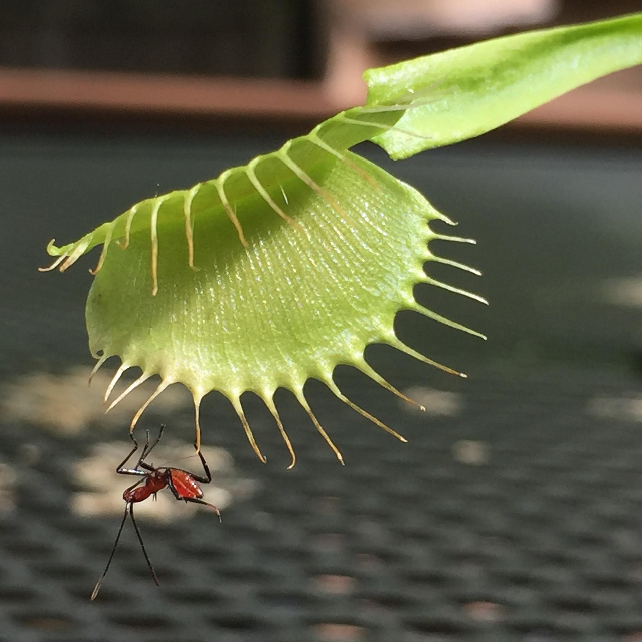Insect Venus Fly Trap - Free photo on Pixabay