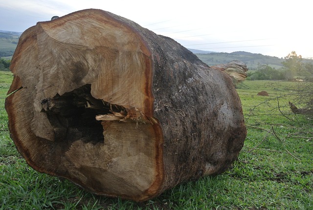 Huge Record Wood - Free photo on Pixabay - Pixabay