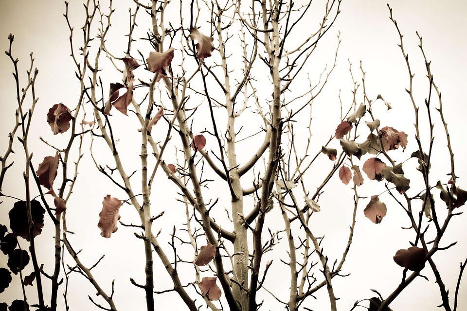 Pear Tree Branches - Free photo on Pixabay - Pixabay