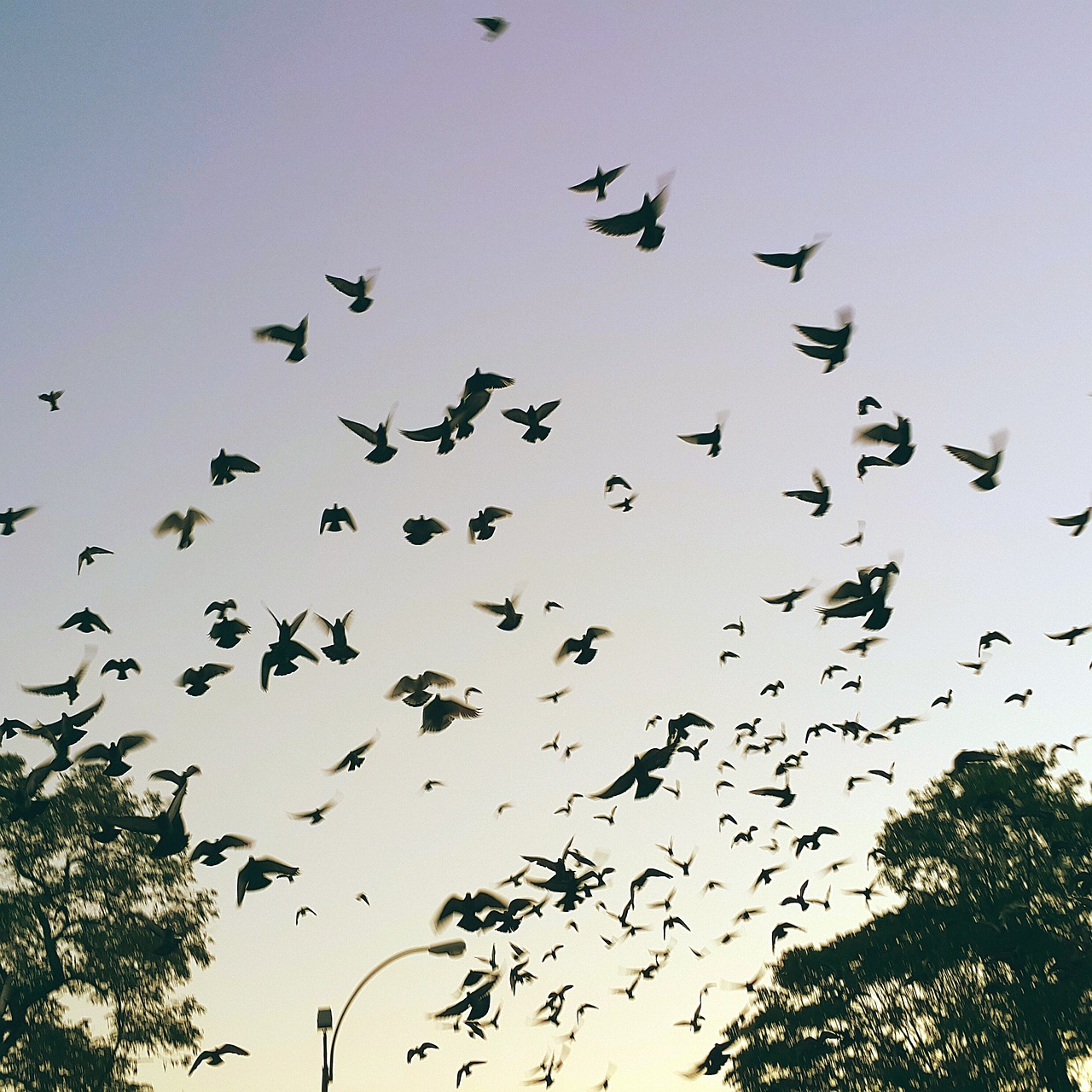 Freedom Justice Peace - Free photo on Pixabay