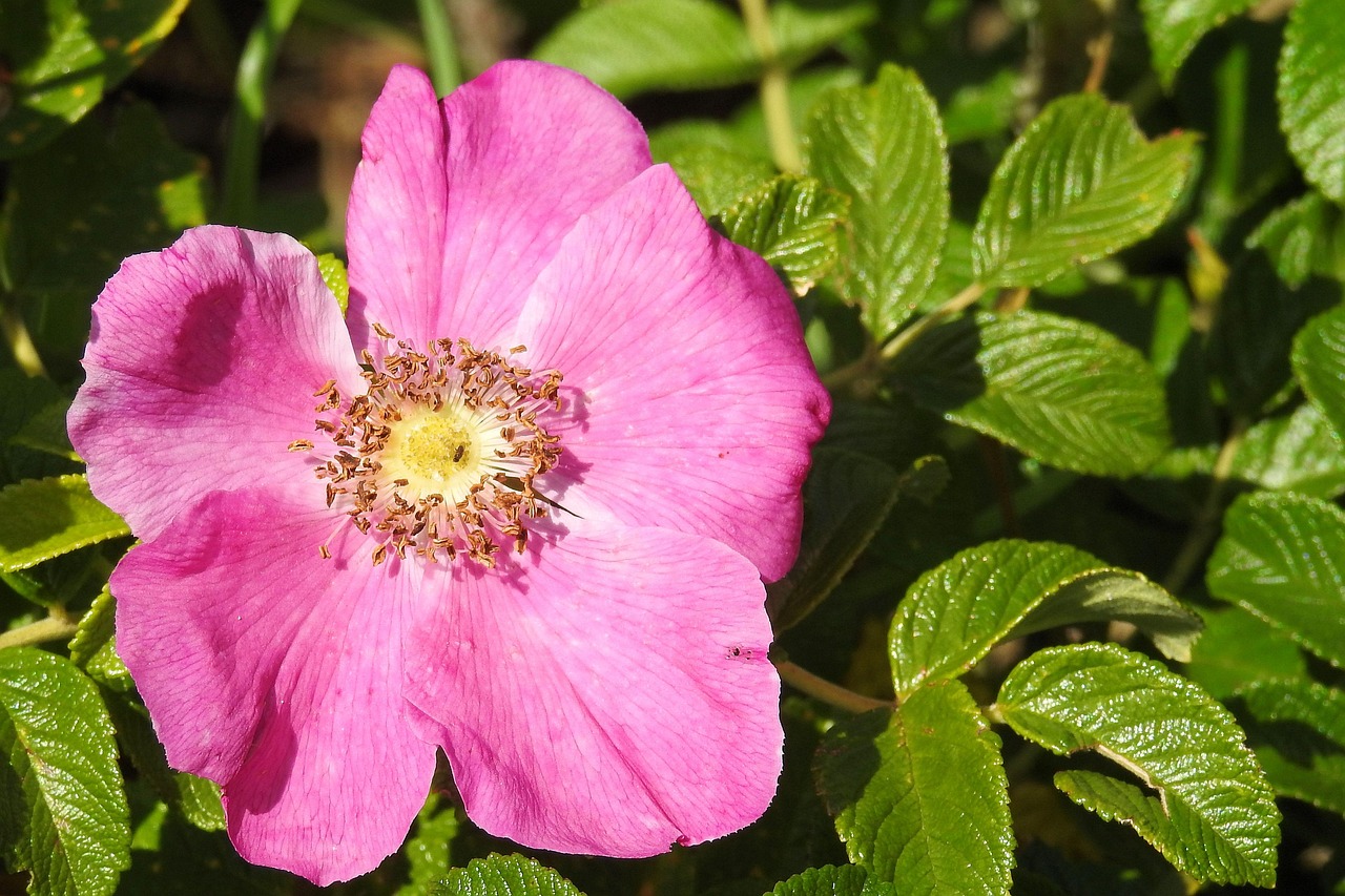 Rose Potato Red - Free photo on Pixabay