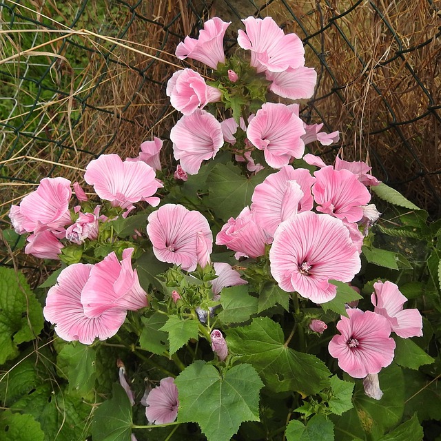 Mallow Shrub Pink Ornamental - Free photo on Pixabay - Pixabay