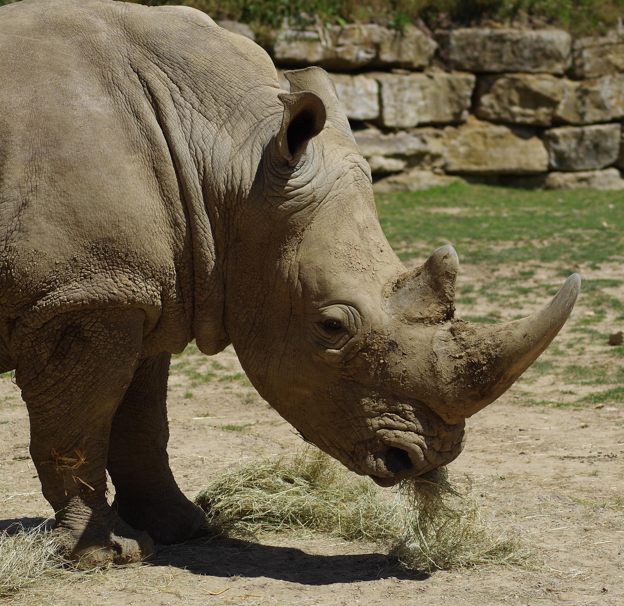 White Rhino Zoo Africa Wild - Free photo on Pixabay - Pixabay