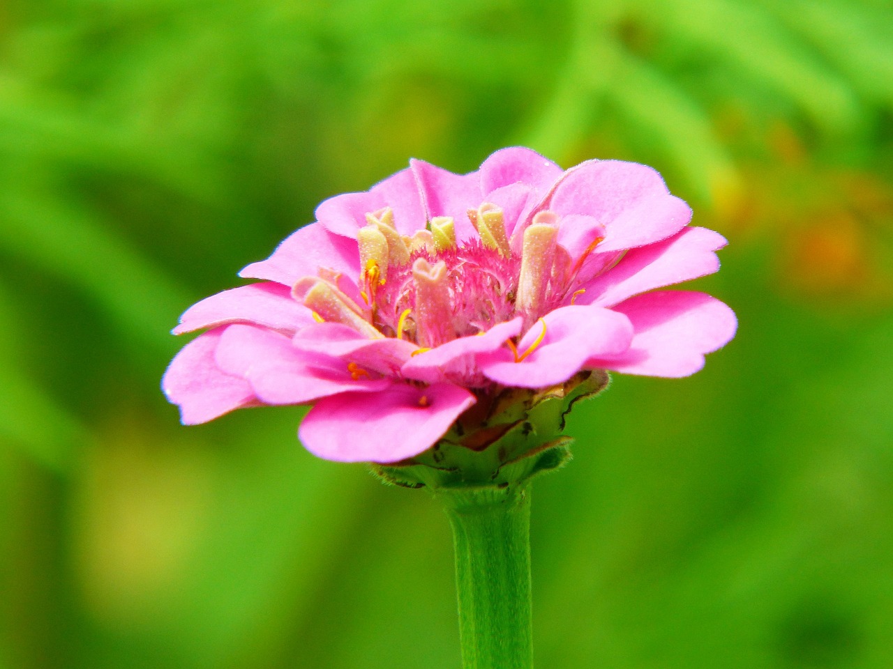 Zinnia Prairie Fleurie Brillant - Photo gratuite sur Pixabay - Pixabay