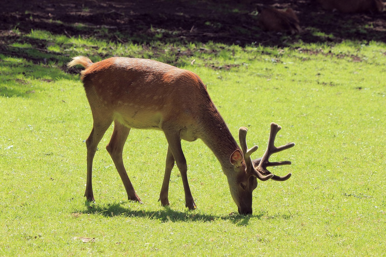 Ciervo Red Deer Salvaje Parque De - Foto gratis en Pixabay