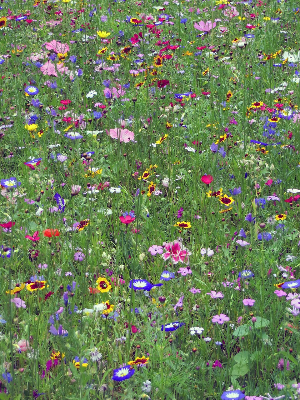 Bunga Padang Rumput Beraneka Warna - Foto gratis di Pixabay - Pixabay