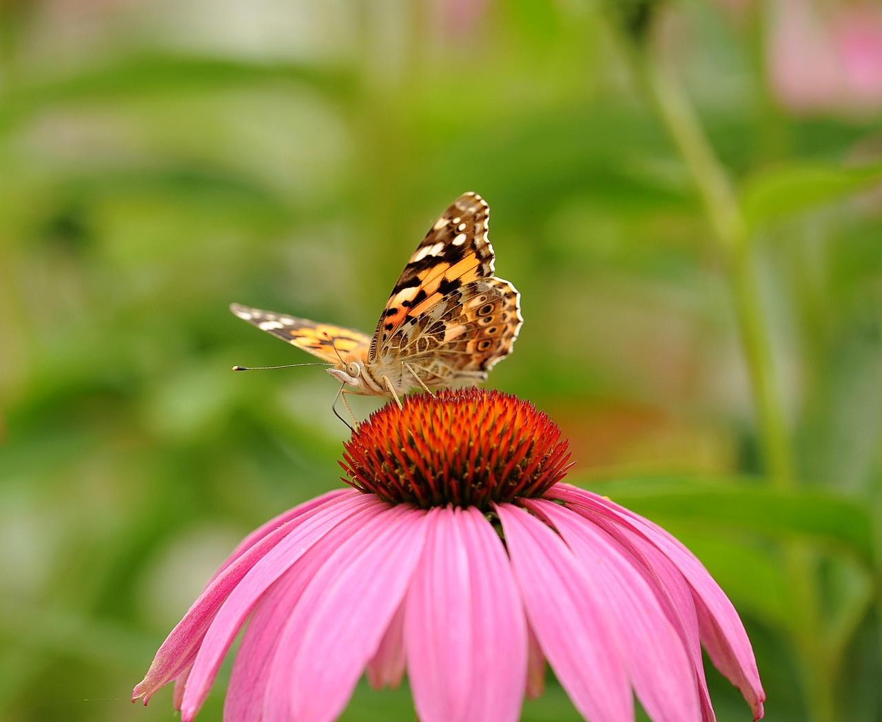 Vanessa Cardui Mariposa Insecto - Foto gratis en Pixabay - Pixabay