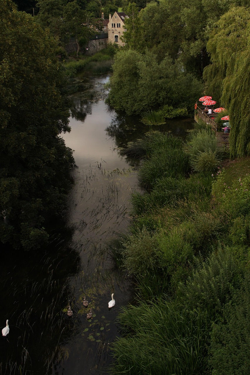 Avon Swan Family England Evening - Free photo on Pixabay - Pixabay