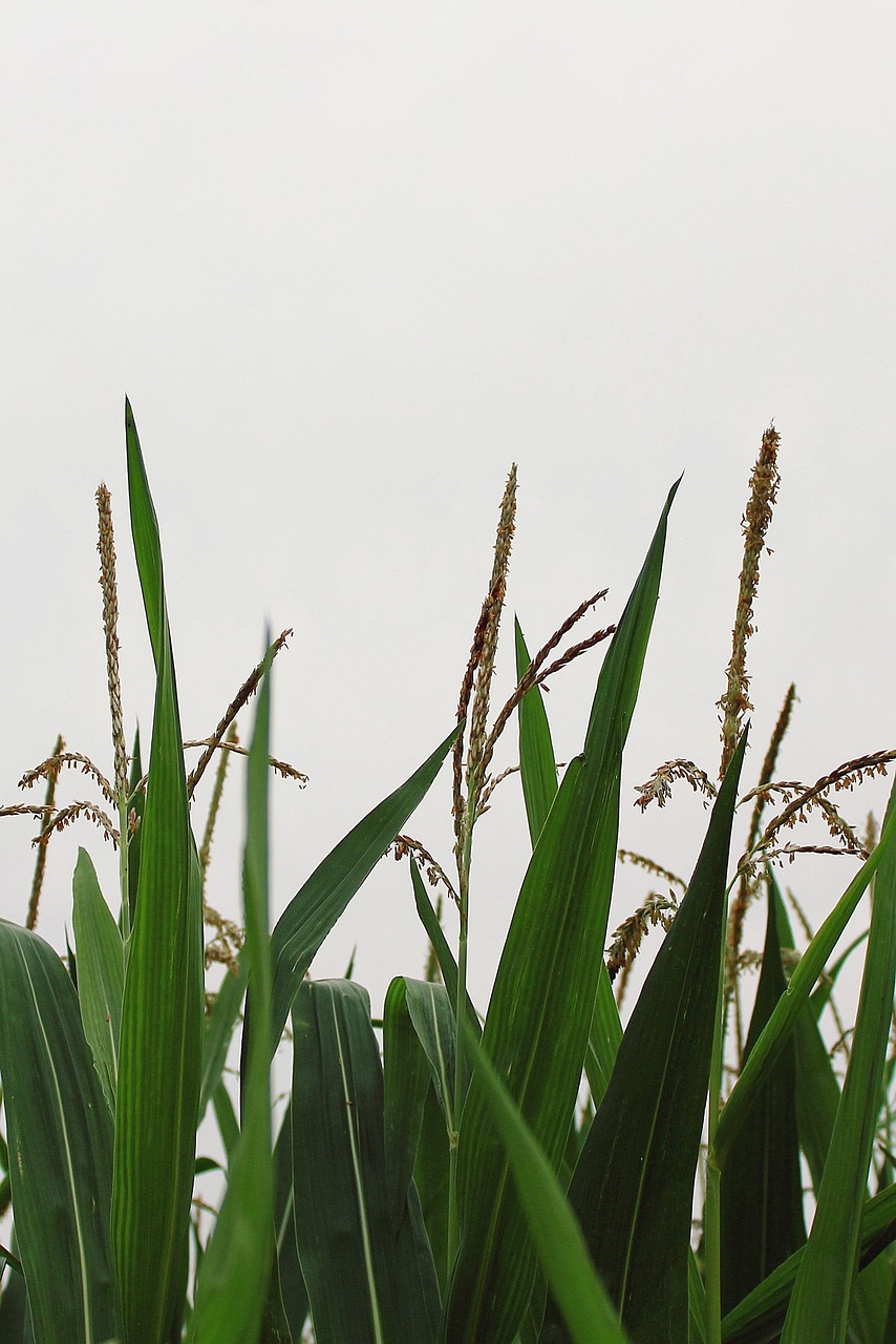 Corn Cornfield Agriculture - Free photo on Pixabay - Pixabay