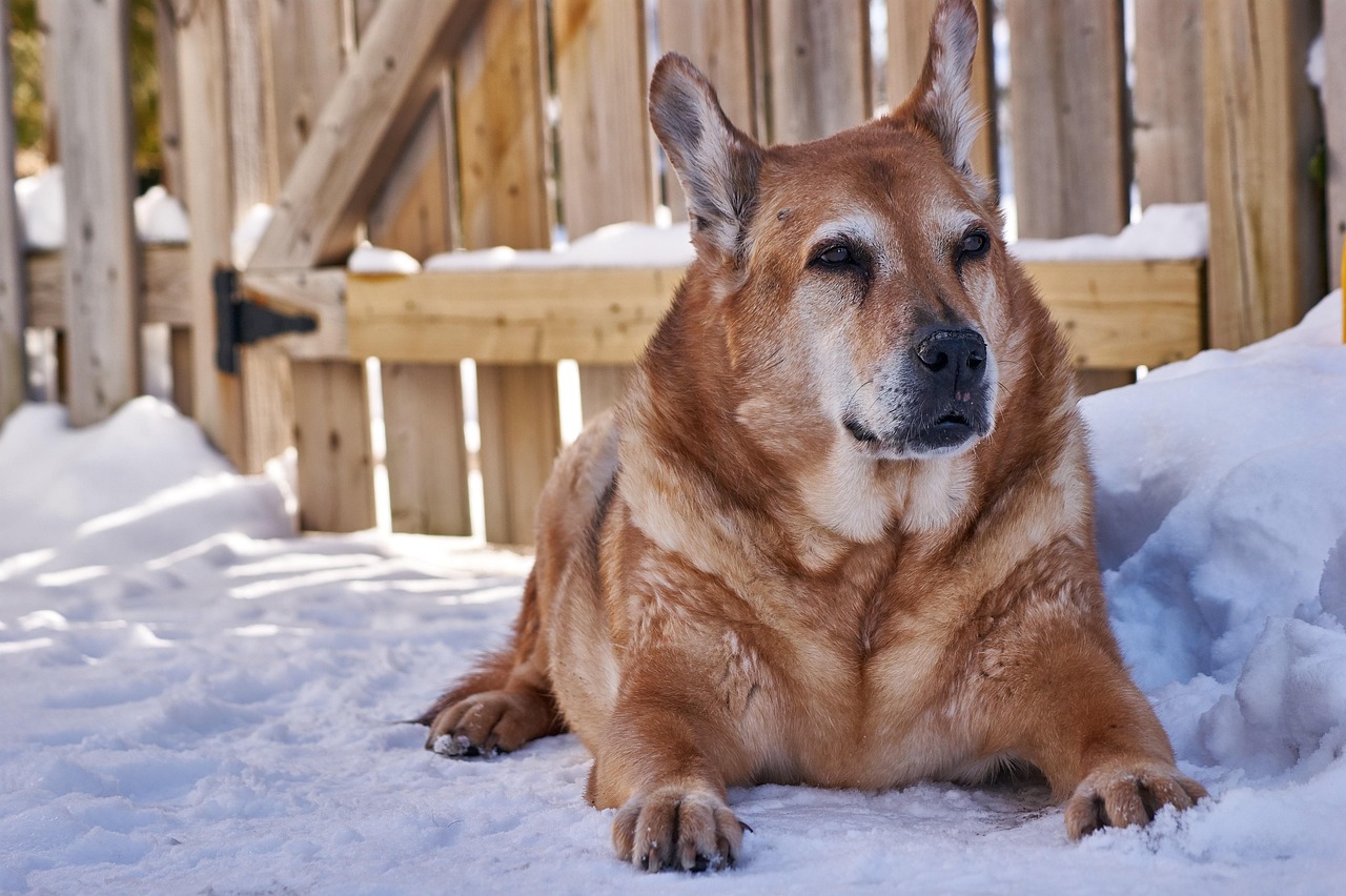 60+ Free Senior Dog & Dog Images - Pixabay