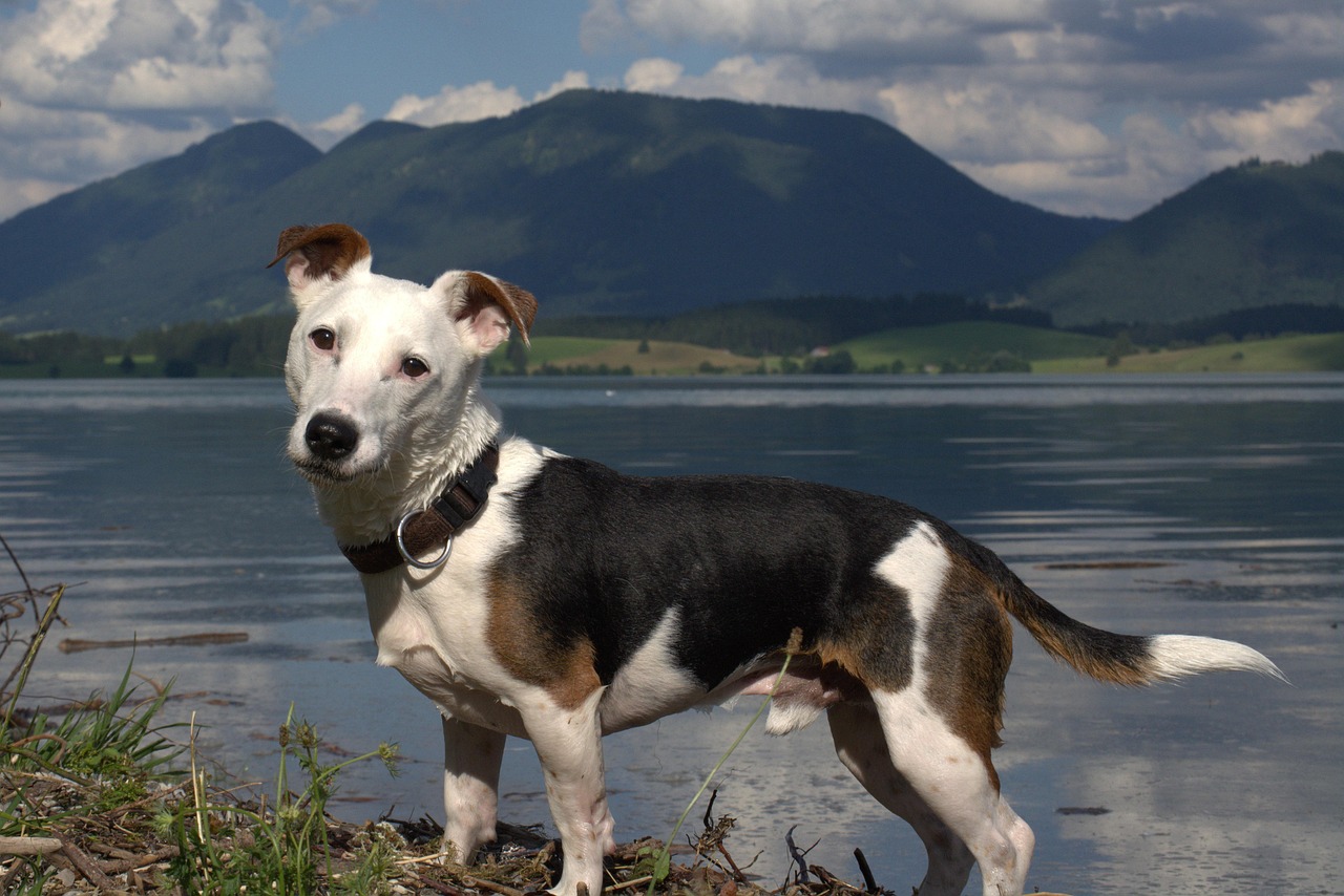 Dog Jack Russell Terrier Pet - Free photo on Pixabay - Pixabay