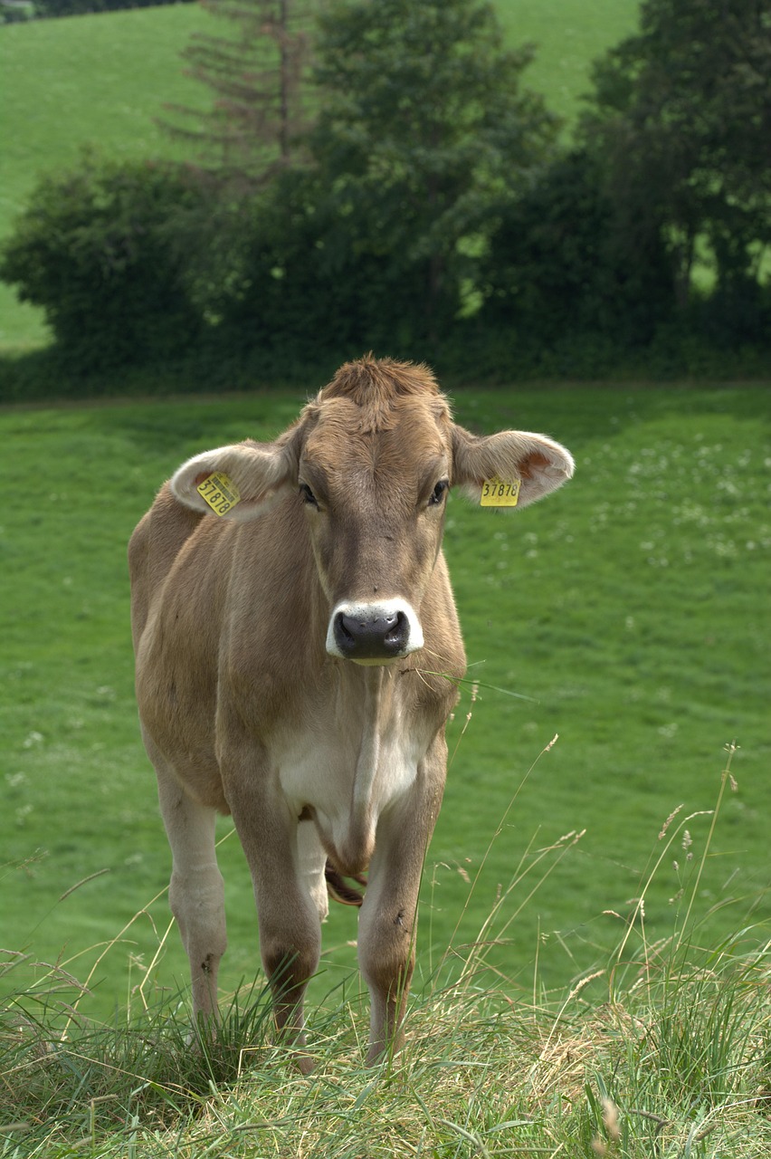 10+ Free Milk-Leg & Cow Images - Pixabay