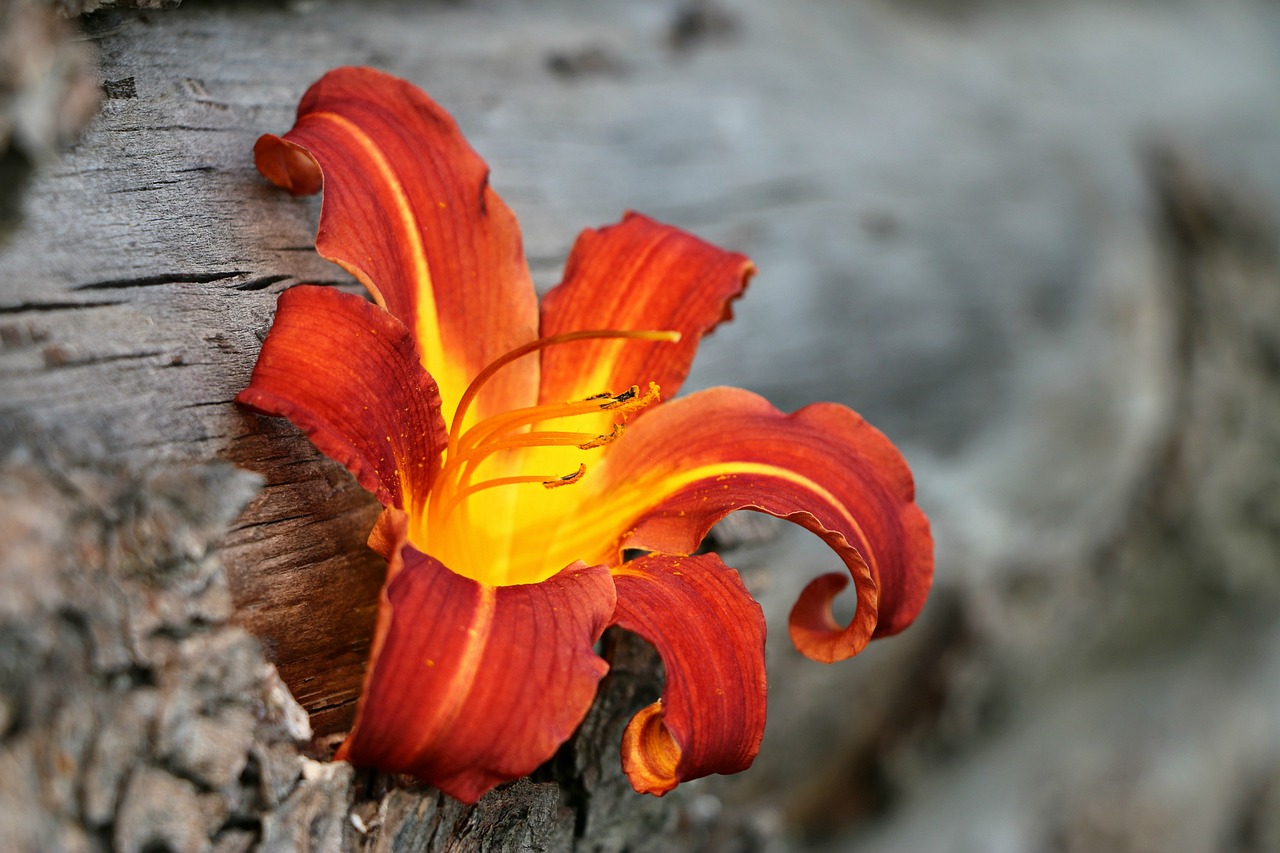 40+ Free Fire Lily & Flower Photos - Pixabay