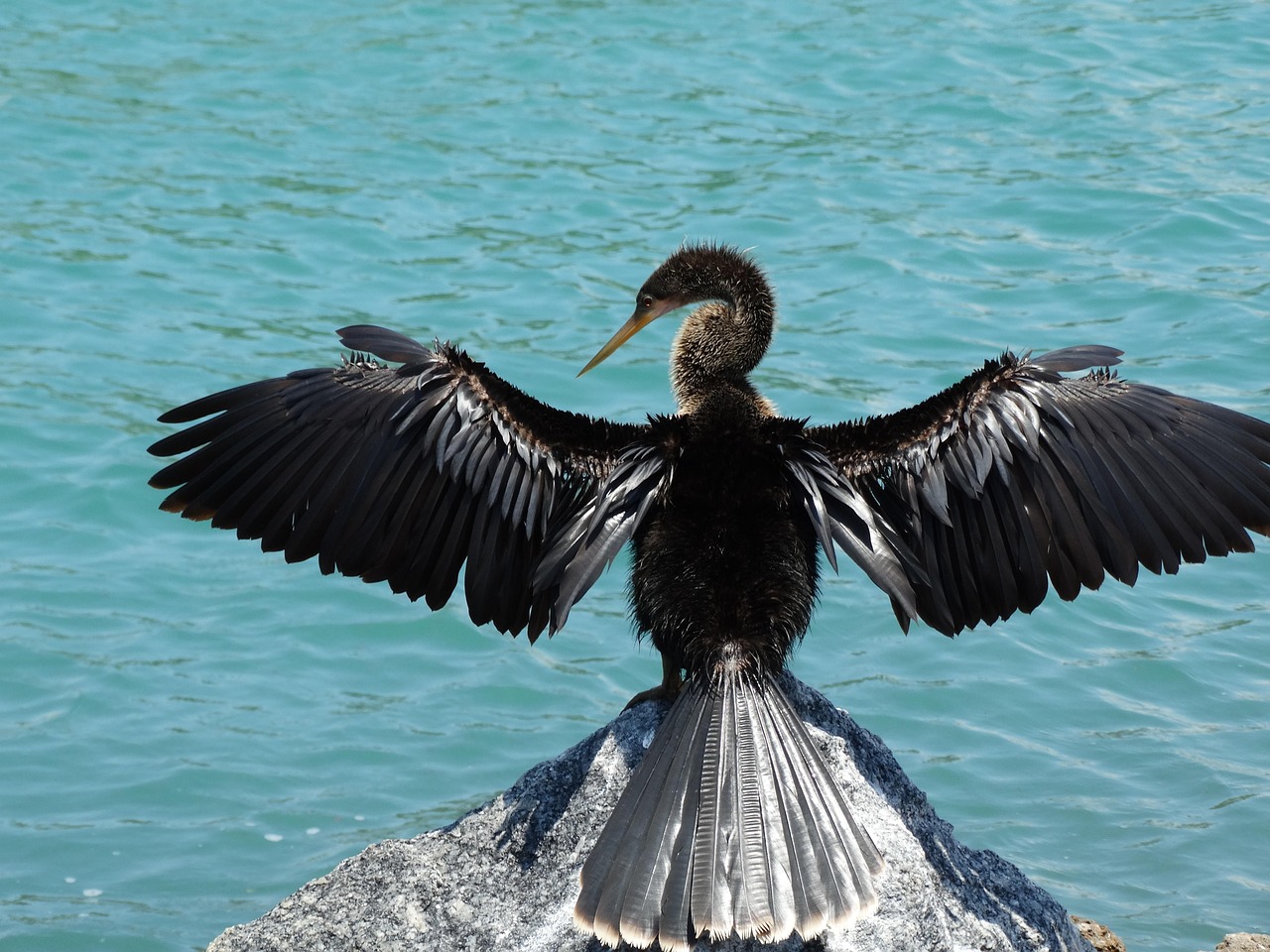 Anhinga Bird Wildlife - Free photo on Pixabay - Pixabay