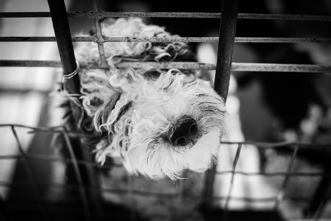Dog Animal White - Free photo on Pixabay