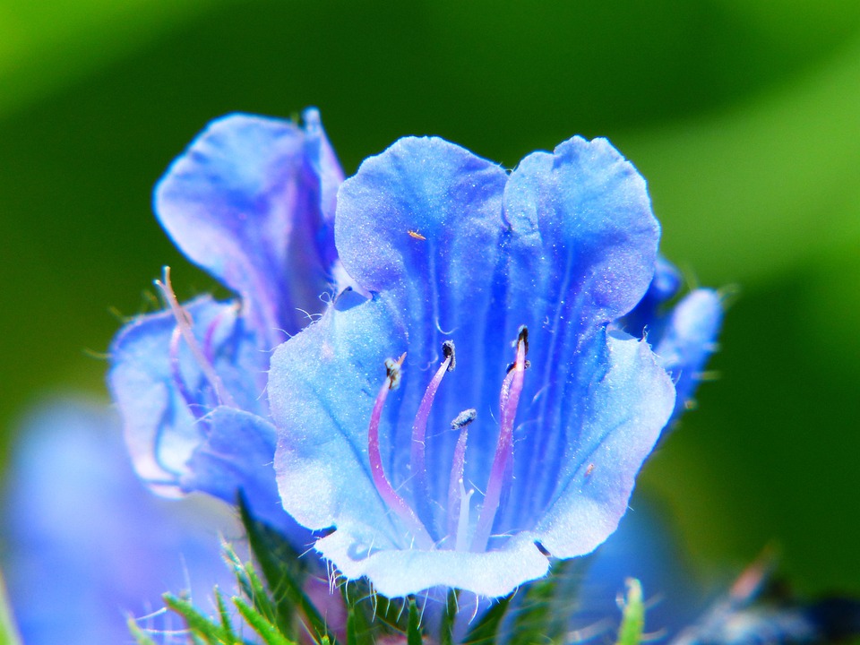 Bellflower Flower Meadow Blue - Free photo on Pixabay