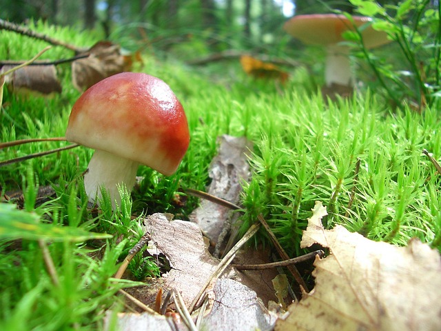 Champignon Champignons Forestiers - Photo gratuite sur Pixabay - Pixabay