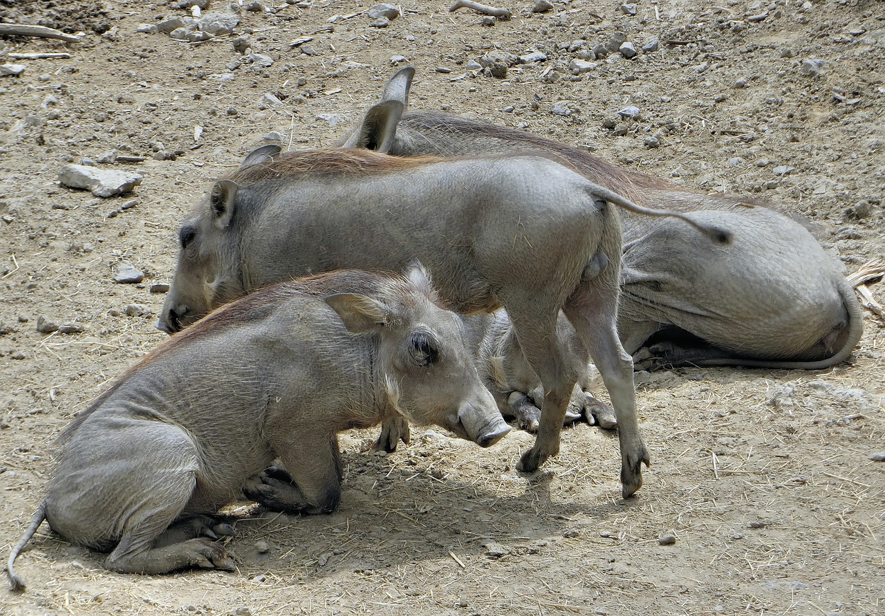 Senegal Warthogs Suidae African - Free photo on Pixabay - Pixabay
