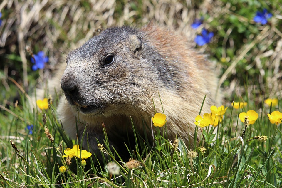 Marmotte Animal - Photo gratuite sur Pixabay - Pixabay