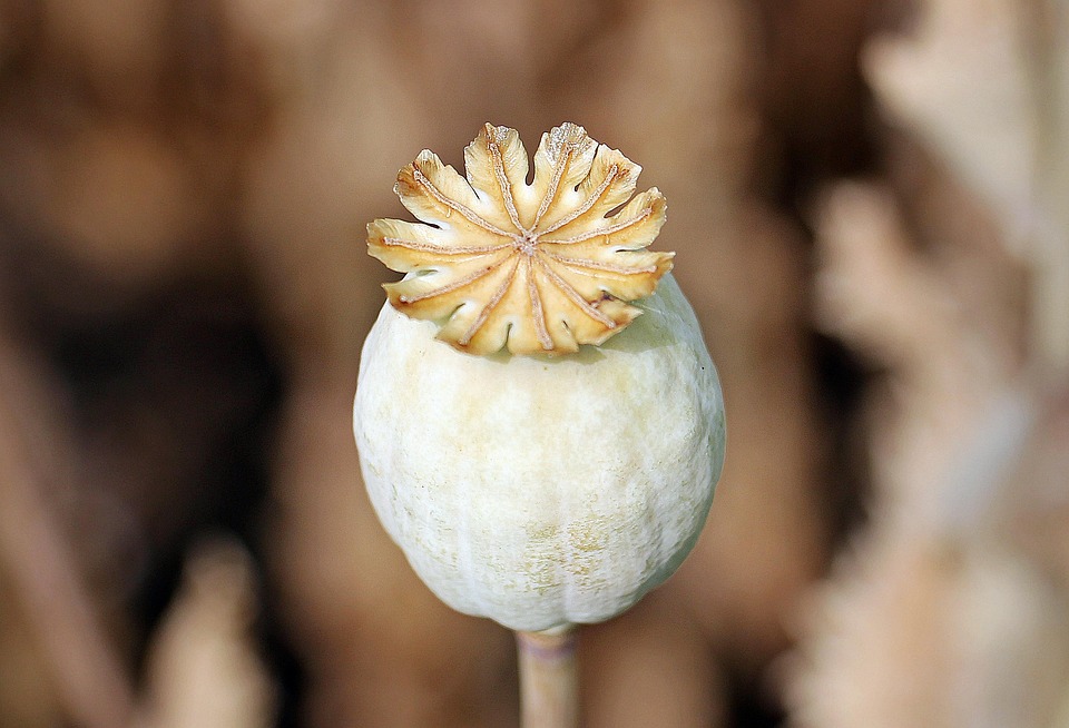 Poppy On The Cob Plant - Free photo on Pixabay - Pixabay