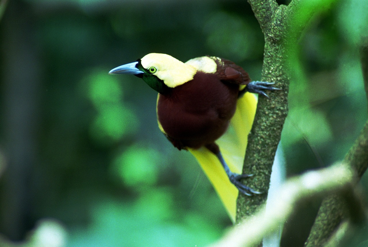 Animal Aru Asia - Foto gratis en Pixabay - Pixabay