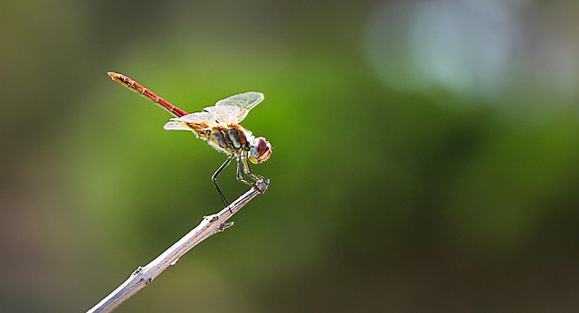 Dragon-Fly Insect Close Up - Free photo on Pixabay