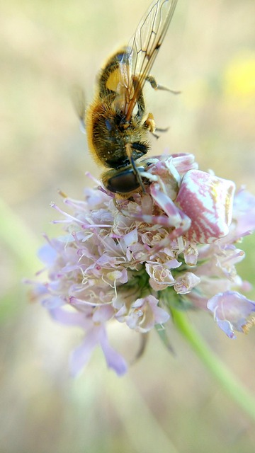 Spider Eating A Bee Macro Nature - Free photo on Pixabay - Pixabay