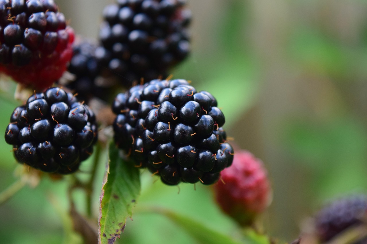 Blackberries Close Up Ripe - Free photo on Pixabay