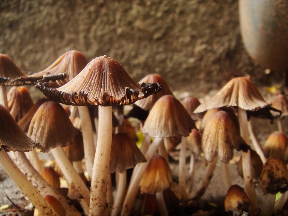 Mushroom Plant Nature - Free photo on Pixabay