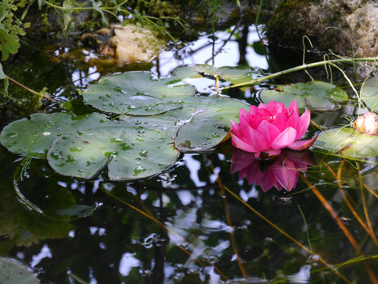 Water Lily Reflection Pond Garden - Free photo on Pixabay - Pixabay