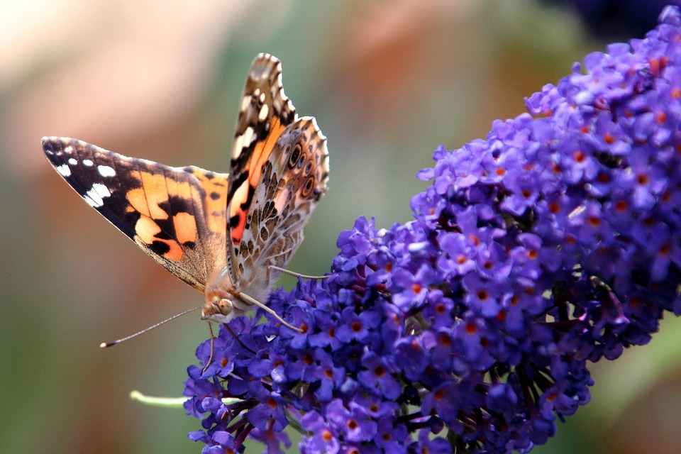Papillon Buddléia Ailes - Photo gratuite sur Pixabay - Pixabay