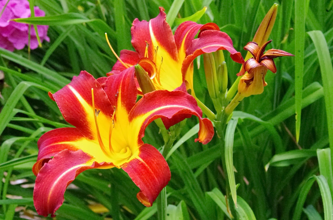 Azucena Flor Amarilla Rojo - Foto gratis en Pixabay - Pixabay