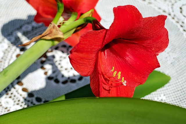 Amarillis Flower Blossom - Free photo on Pixabay - Pixabay