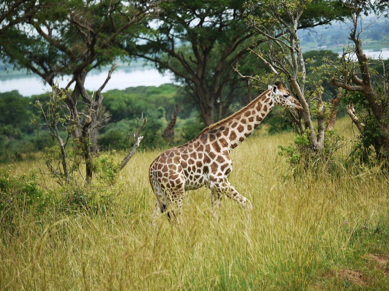 Mais de 30 imagens grátis de Giraffe e Girafa - Pixabay