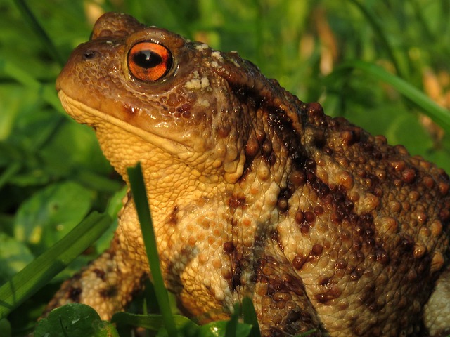 Kodok Katak Melalui Amfibi - Foto gratis di Pixabay - Pixabay