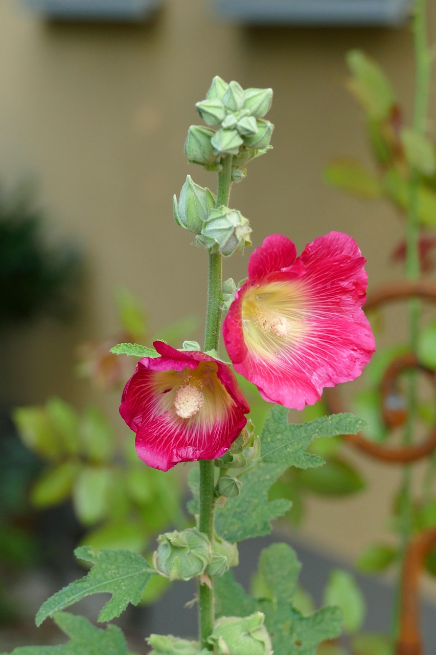 Hollyhock Bunga Taman Merapatkan - Foto gratis di Pixabay - Pixabay
