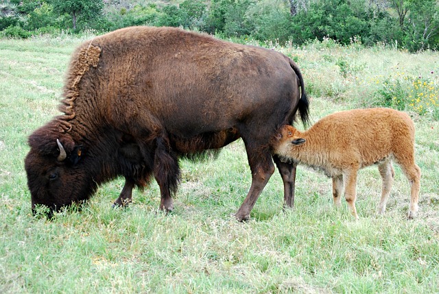 Mama And Baby Buffalo Nursing - Free photo on Pixabay - Pixabay