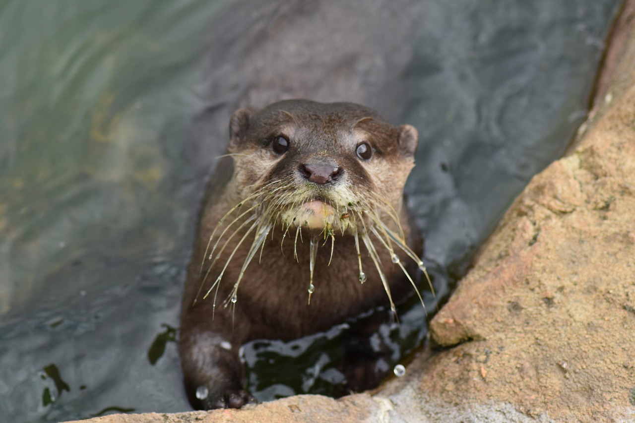 Otter Animal Water - Free photo on Pixabay - Pixabay