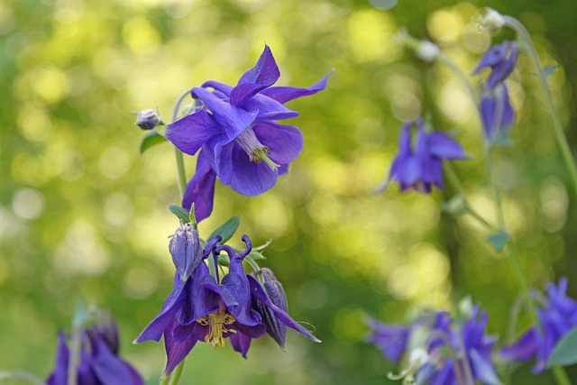 Columbine Bunga-Bunga Alam Musim - Foto gratis di Pixabay - Pixabay