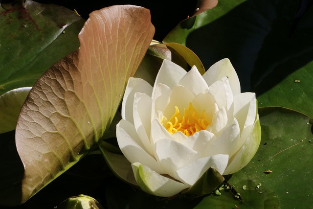 Teratai Bunga Kolam - Foto gratis di Pixabay - Pixabay