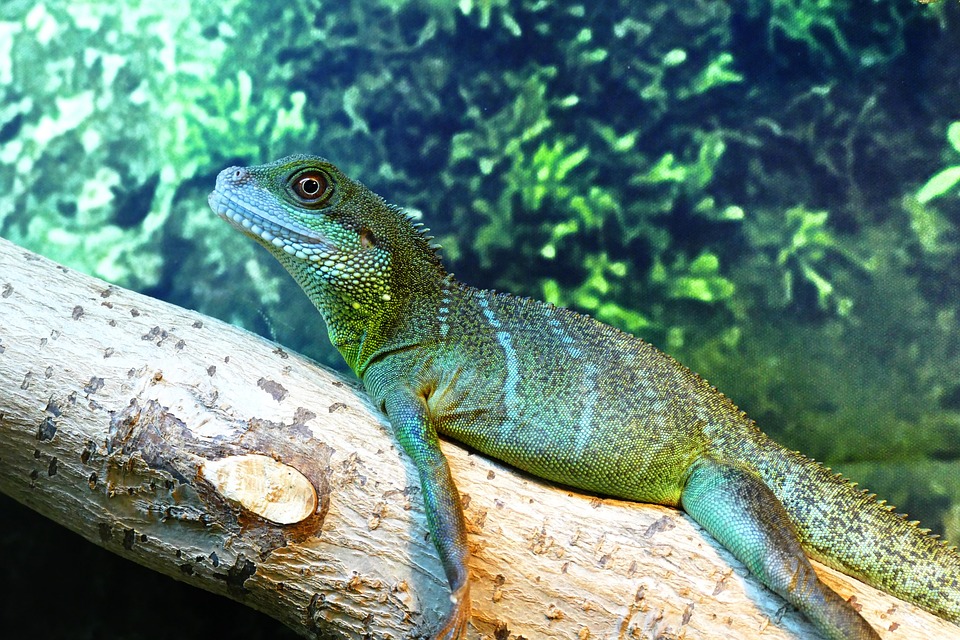 Chinese Water Dragon Lizard - Free photo on Pixabay