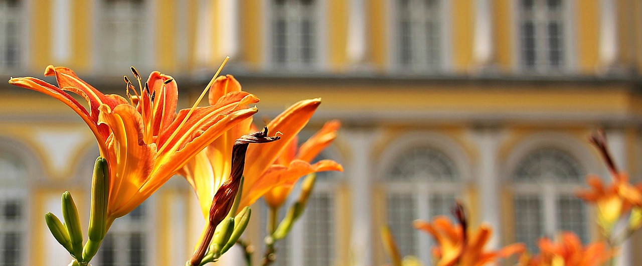 Lilies Flower Nature - Free photo on Pixabay - Pixabay