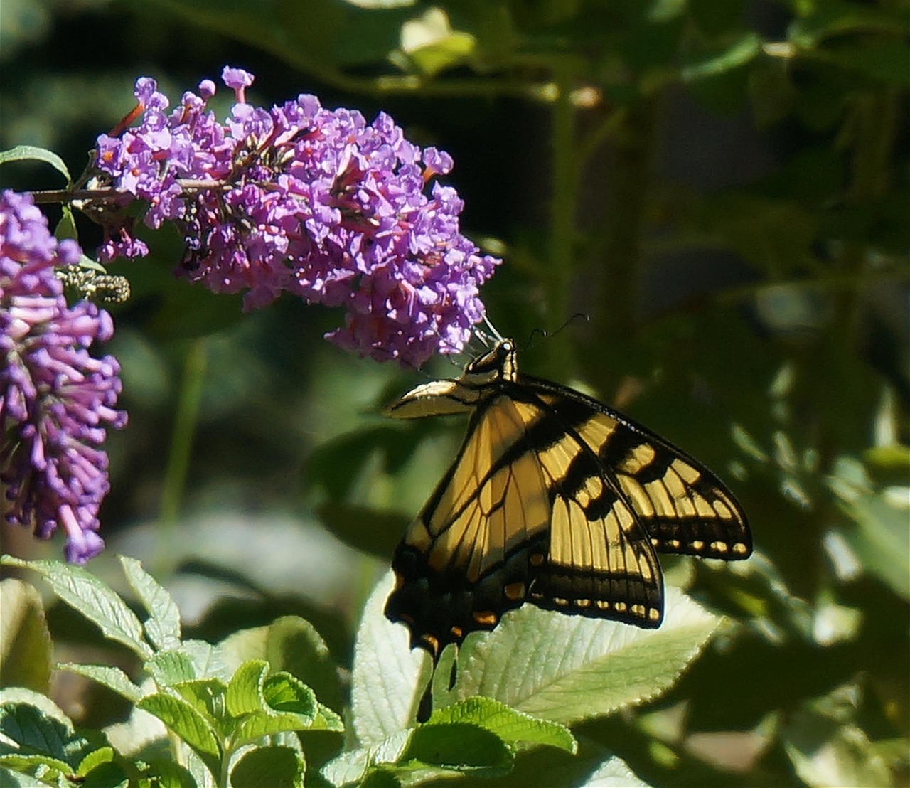 Tigre Swallowtail Butterfly Bush - Foto gratis en Pixabay - Pixabay