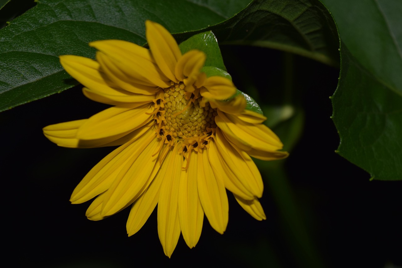 Sunflower Night Shot Yellow Close - Free photo on Pixabay - Pixabay