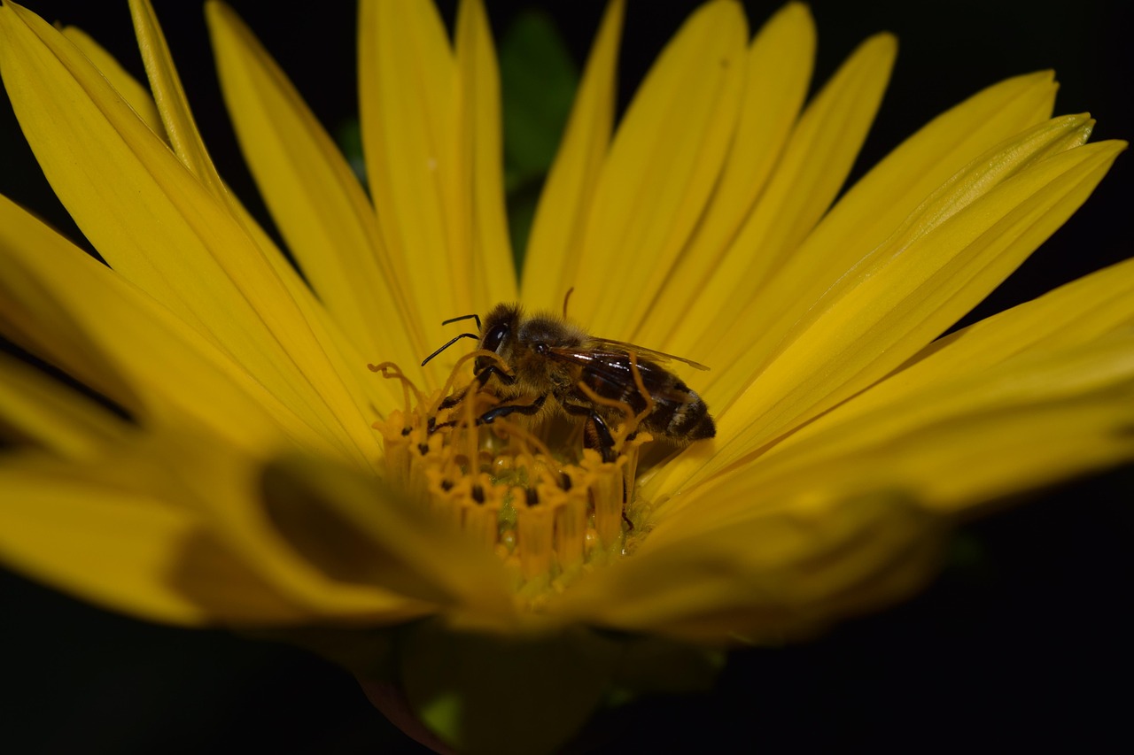 Sunflower Bee Yellow Close - Free photo on Pixabay