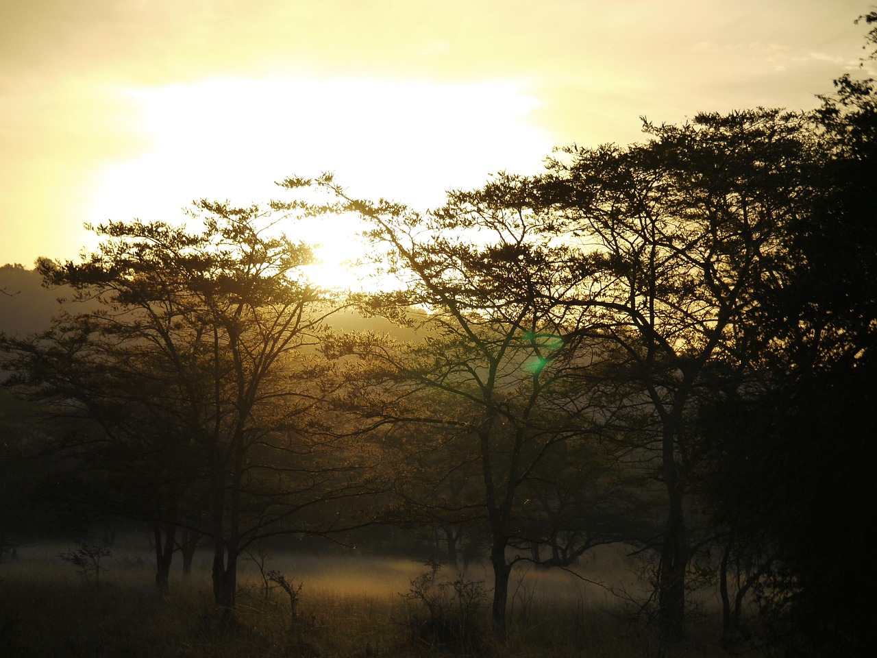 Acacia Forest Morning Mood Uganda - Free photo on Pixabay - Pixabay