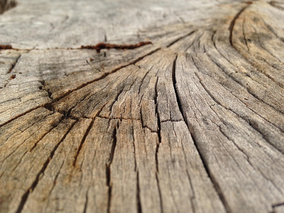 Wood Crack Tree - Free photo on Pixabay