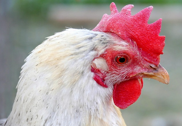 Foto gratis: Pollo, Cabeza De Pollo, Gallina - Imagen gratis en Pixabay ...